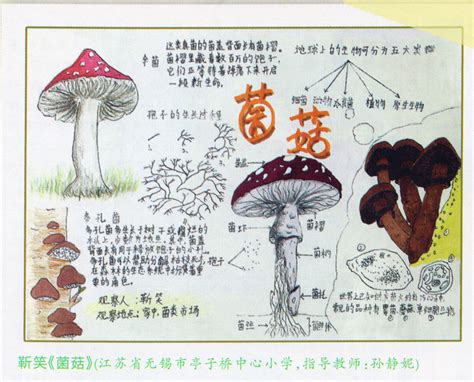 2019年“自然笔记”优秀作品展（4） 自然笔记 师生作品 小学科学网