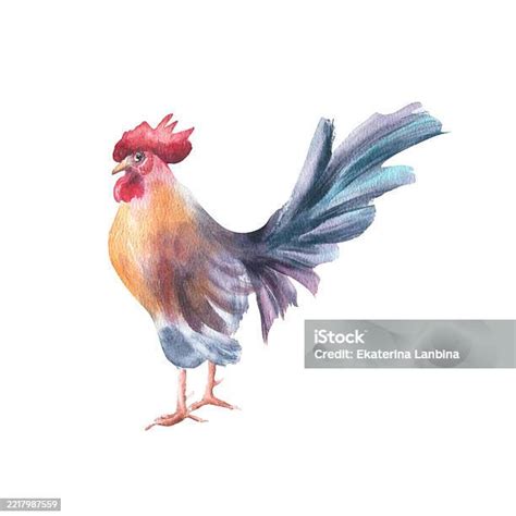 다채로운 수탉 손으로 그린 수채화 흰색 절연 주황색 가슴과 푸른 꼬리 그림이 있는 수평아리 농가 벽 예술 농장에서 식탁까지의 디자인 가금류 브랜딩을 위한 소박한 새 스케치