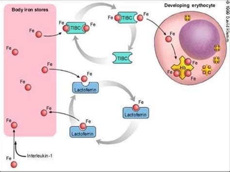 Clinical Utility Of Serum Ferritin