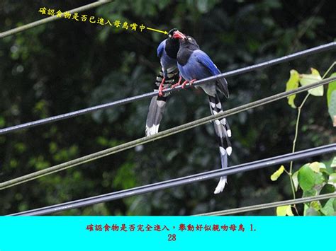 歡迎觀賞 台北內湖內溝溪的台灣藍鵲 在台北內湖翠湖驚見的 台灣藍鵲一族翩翩飛舞 圖片 資料來源取自網站 PPS 整理 yt Tsai