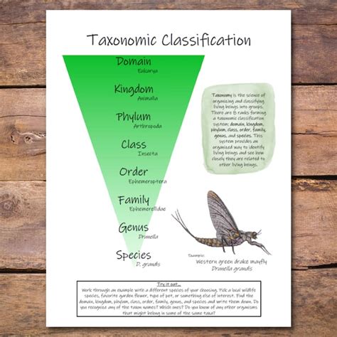 Animal Kingdom Classification Poster Etsy