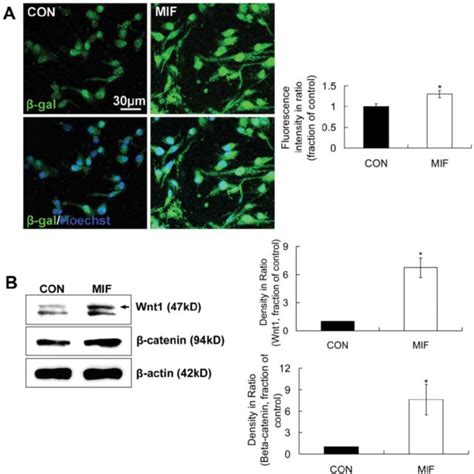 The activation of Wnt β catenin signal pathway by MIF during NSPC