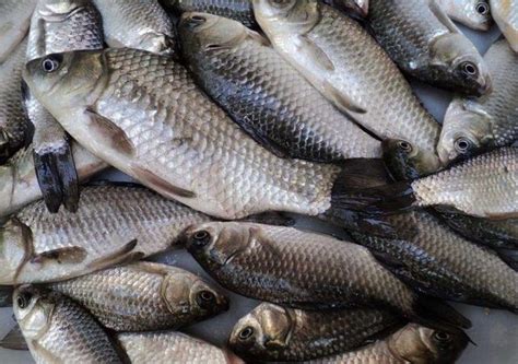釣鯽魚餌料這款餌料省錢又環保大鯽魚的最愛 每日頭條