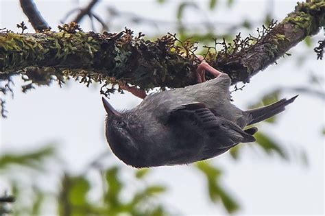 Foto Acrobata Acrobatornis Fonsecai Por Marco Guedes Wiki Aves A