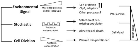Toxins Special Issue Toxin Antitoxin System In Bacteria
