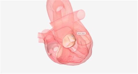 Premium Photo The Properly Functioning Heart Valve