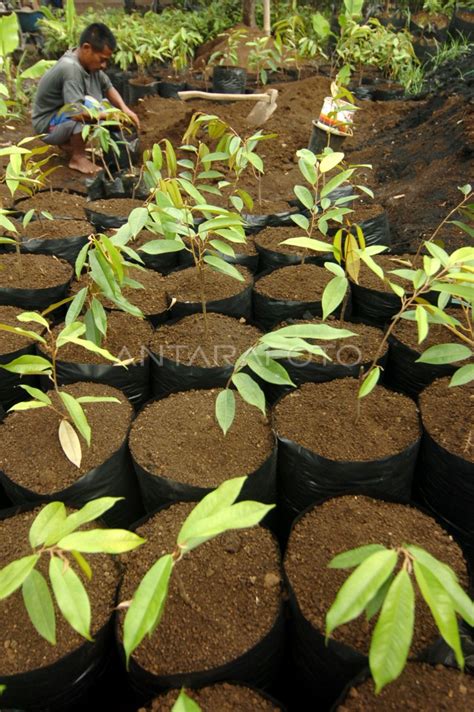 Budidaya Bibit Pohon Durian Antara Foto