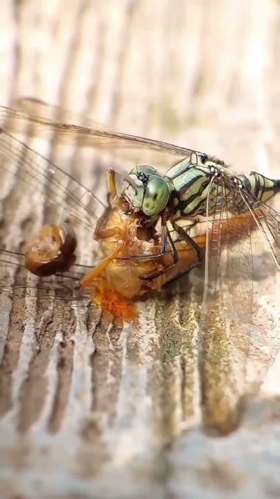 Secret Lives Of Insectsinscets World Inscetsbugsnatureforest