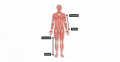 Proximal Vs Distal Whats The Difference 2025