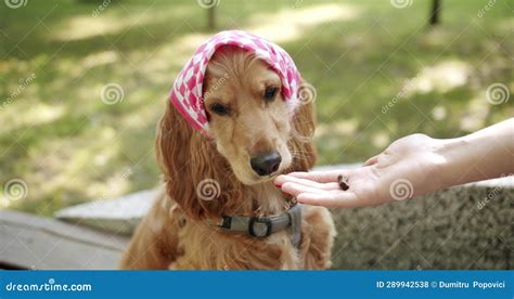 Woman Gives A Portion Of Food To The Obedient Dog Young Pretty Animal