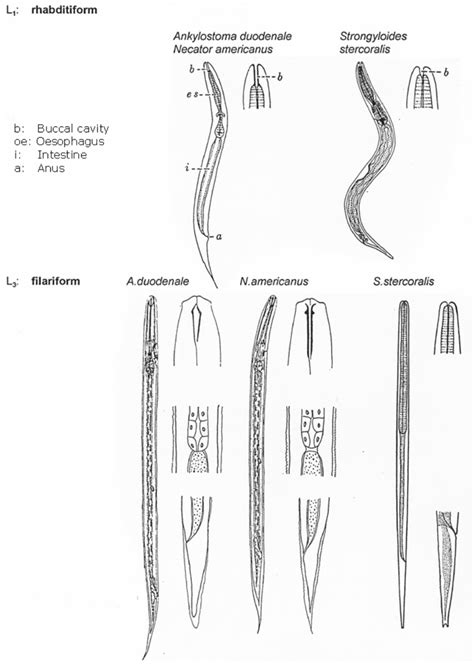 Helminth Larvae Parasite Diagnosis