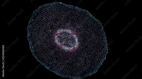 Broad Bean Root Cross Section Cut Under The Microscope Microscopic