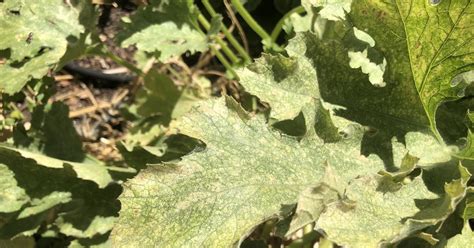 Sacramento Digs Gardening