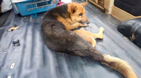 Hombre Que Atropelló A Un Perro En Quito Recibió Una Sentencia