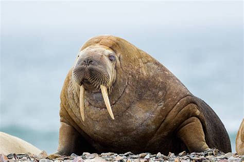 Walrus Pictures, Images and Stock Photos - iStock