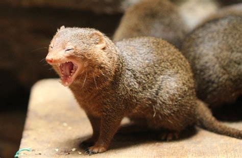 動物の笑顔シリーズ（コビトマングース） Exciting Animals