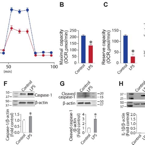 Lps Induces Mitochondrial Dysfunction And Inflammasome Activation In Download Scientific