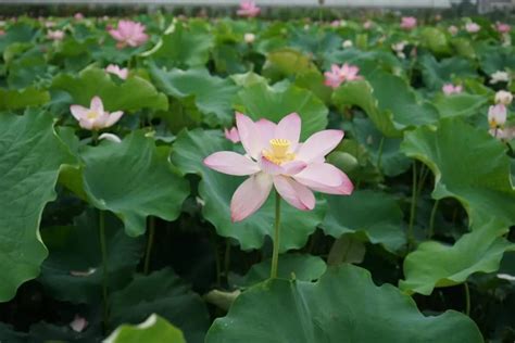 悠悠踏歌行