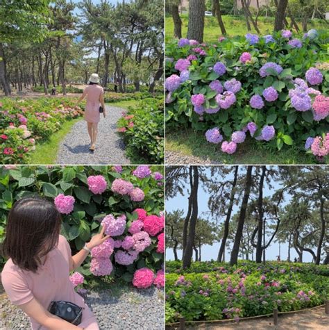 부산 해운대 동백섬 송림공원 수국 단지 개화상태 주차 포토스팟 네이버 블로그