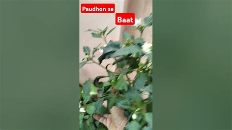 Ham Sab Paudhon Se Kaise Baat Karte Hain Tree Amazingfacts