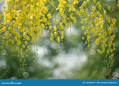 F Stula Da C Ssia Ou Flor Nacional Do Chuveiro Dourado Foto De Stock