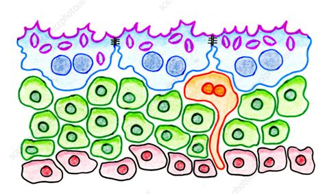 Bladder Mucosa Illustration Stock Image C061 4821 Science Photo Library