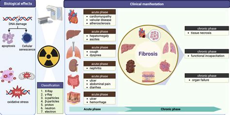 Biological Effects Of Ionizing Radiation On Human Normal Tissues In