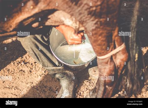 Farmer Milking A Cow By Hand Canavieiras Bahia Brazil Stock Photo
