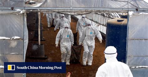South Korea Culls 2pc Of Poultry To Curb Fears Of H5n8 Bird Flu