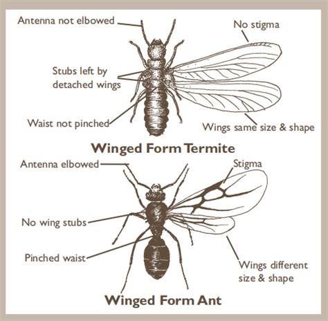 Formosan Subterranean Termite Coptotermes Identification And Biology