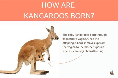 Twinkl Kangaroo Life Cycle
