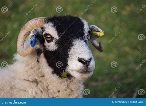 Head Of Black Faced Sheep Eating Grass Stock Image Image Of Moss