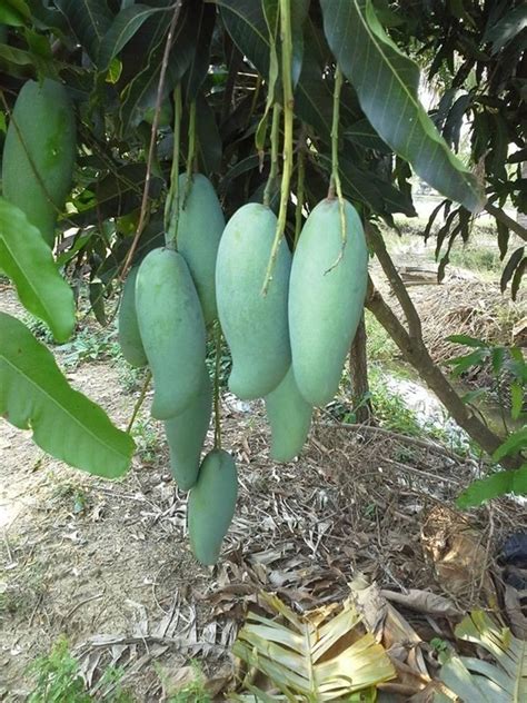 ต้นพันธุ์ มะม่วงเขียวเสวย หอมหวาน ดิบมัน สุกหวานอร่อย พร้อมปลูกในถุงดำ 99 บาท Th