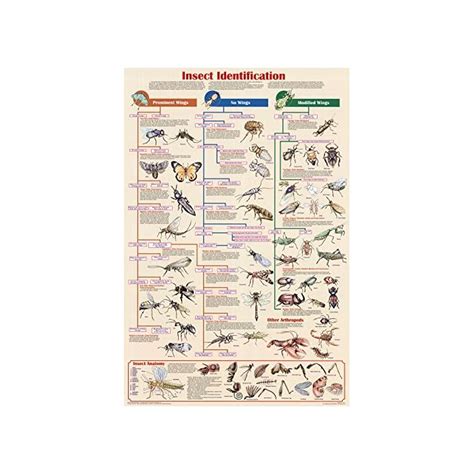 Buy Laminated Insect Identification Educational Science Chart Poster My Xxx Hot Girl