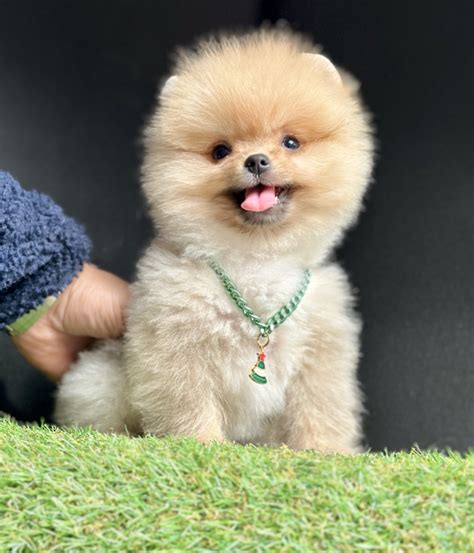 Pomeranian Boo Minik Ayiciklar Belgeli Safkan