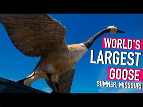 Maxie The Worlds Largest Goose Youtube