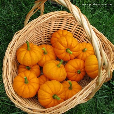 Mini Bundeva Orange Prodaja Semena And Rasada