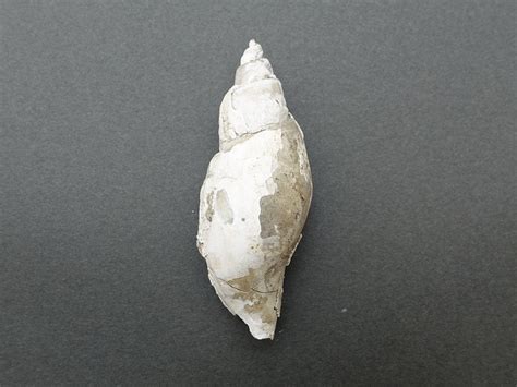 シンジヒタチオビガイ Fulgoraria sinziensis Nomura et Hatai 島根大学標本資料類データベース