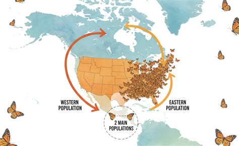 Monarch Butterfly Migration Map And Annual Route Guide