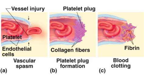 Vets3070 Haemostasis Flashcards Quizlet