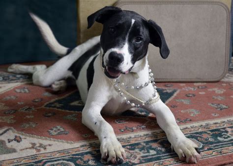 Lab Pointer Beagle Mix At Leslie Hackett Blog