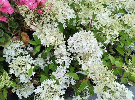 Hydrangea Paniculata Phantom Stock Image Image Of Flower Perennial 255434457