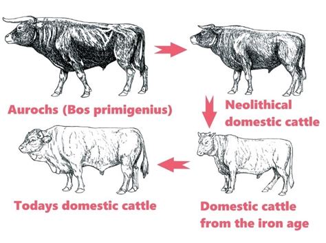 The Domestication Of Species And The Effect On Human Life Real