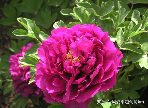 万花一品之称牡丹花 知乎