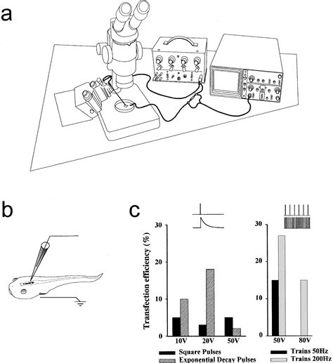 Single Cell Electroporationfor Gene Transfer In Vivo Neuron