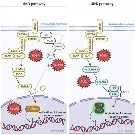 Illustrative Representation Of The Four Main Signaling Pathways That