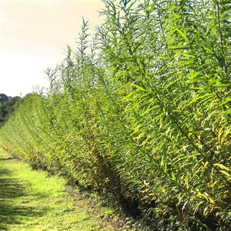 Fast Growing Hedge