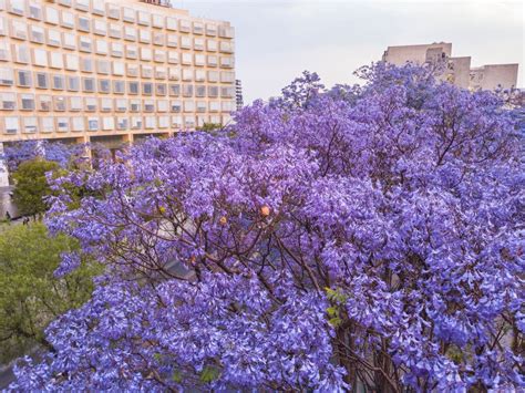 Dónde Ver Jacarandas En La Ciudad De México Matador Español