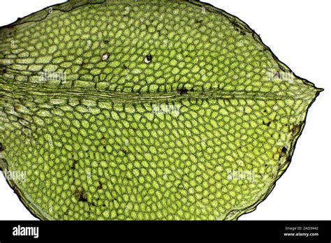 Moss Leaf Brightfield Illuminated Light Micrograph Of A Section