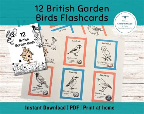 Robin Anatomy Diagram Educational Birds Species Printable Etsy Canada